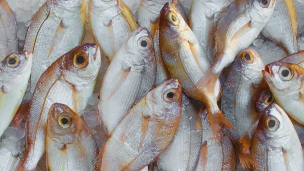 MIMI Fish app: Kerala Govt lets consumers know all about the fish they ...