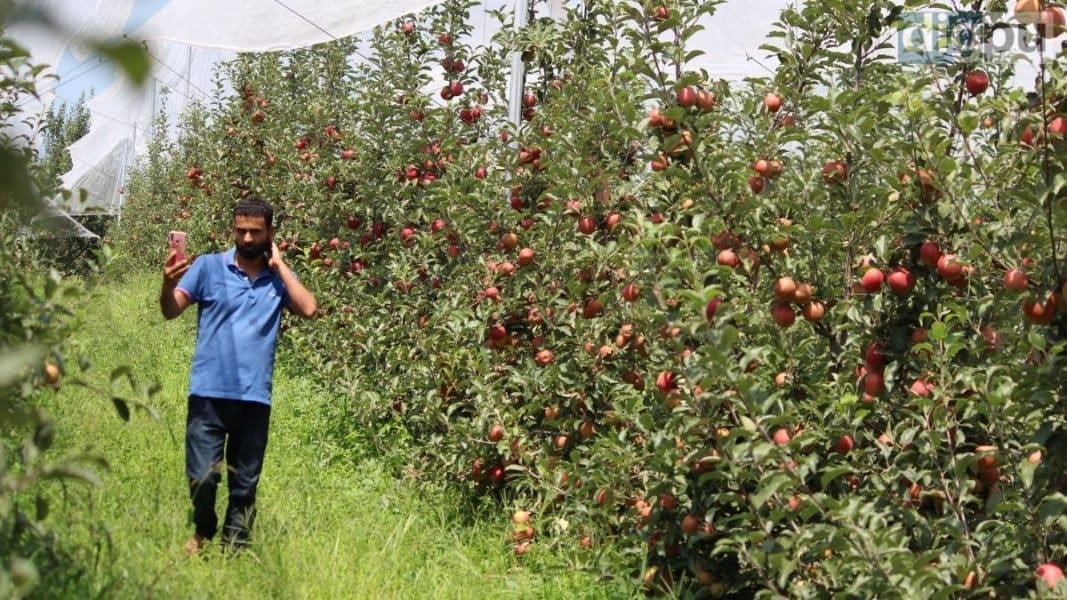 High-density orchards grow in number; Kashmiri apple farmers rue price ...