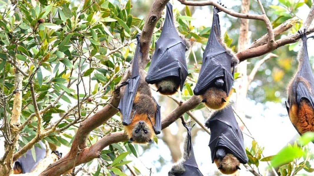 Nipah Virus Probe Mission Zeroes In On Rambutan, Fruit Bats