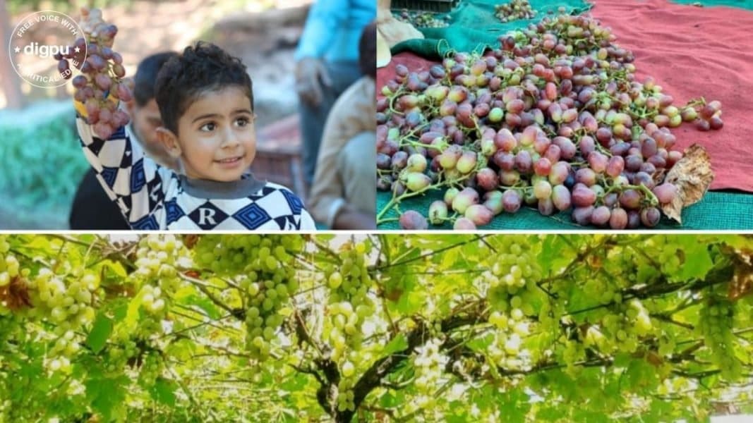 Grape Growers in Kashmir seek government assistance to improve market ...