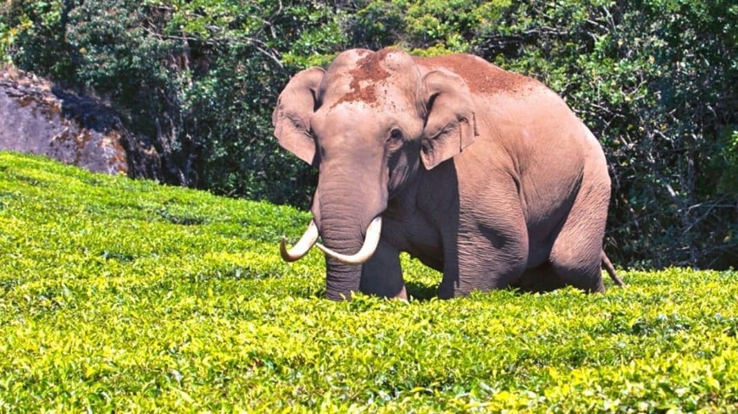 Kerala project to reduce human-wildlife conflict in final stages; steps ...