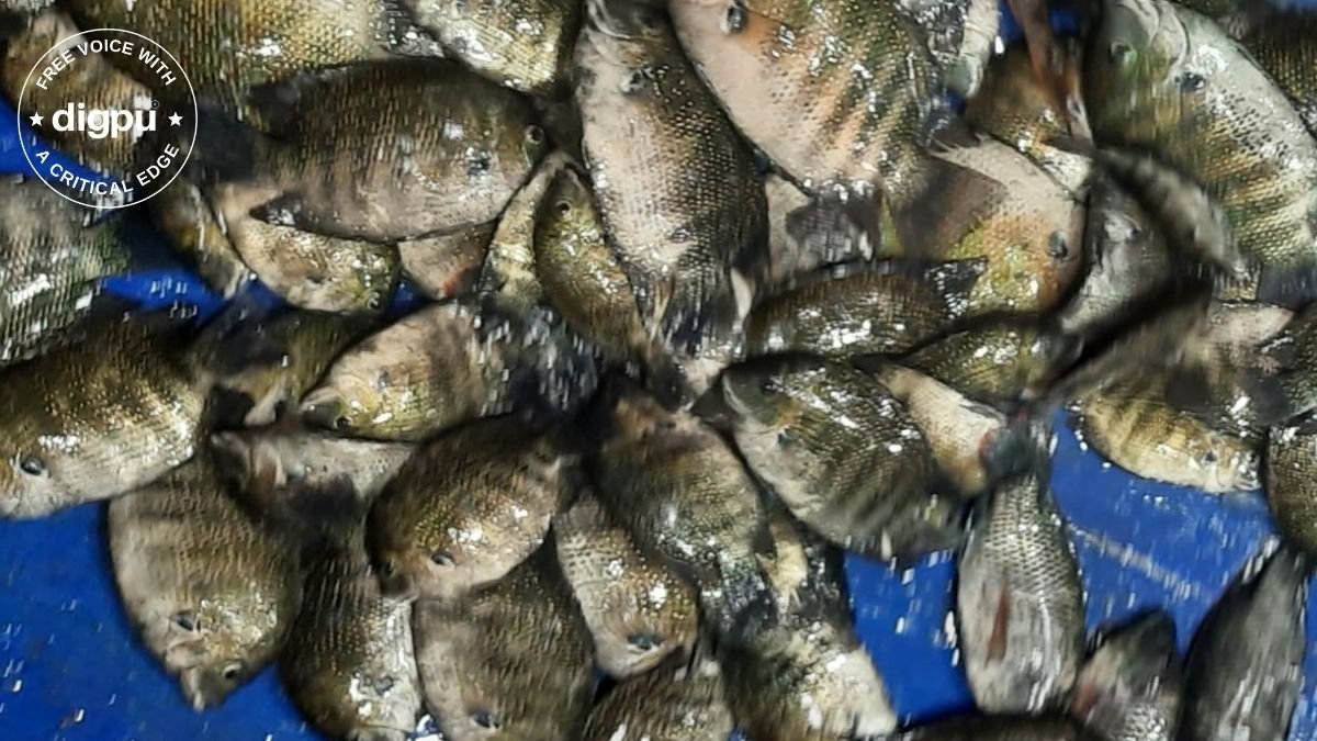 Kudumbis Get A Helping Hand; Fisheries Dept To Directly Procure Catch ...