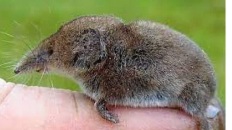 It’s Been A Tough Virus Era For The Self-employed Workers: Here’s Why