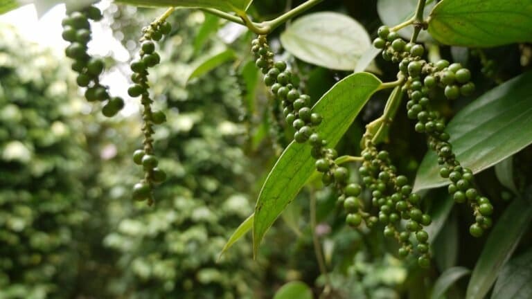 New System For Increased Pepper Crop Protection Comes To The Fore