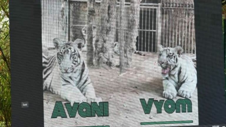Shri Bhupender Yadav releases white tiger cubs in the arena of white ...