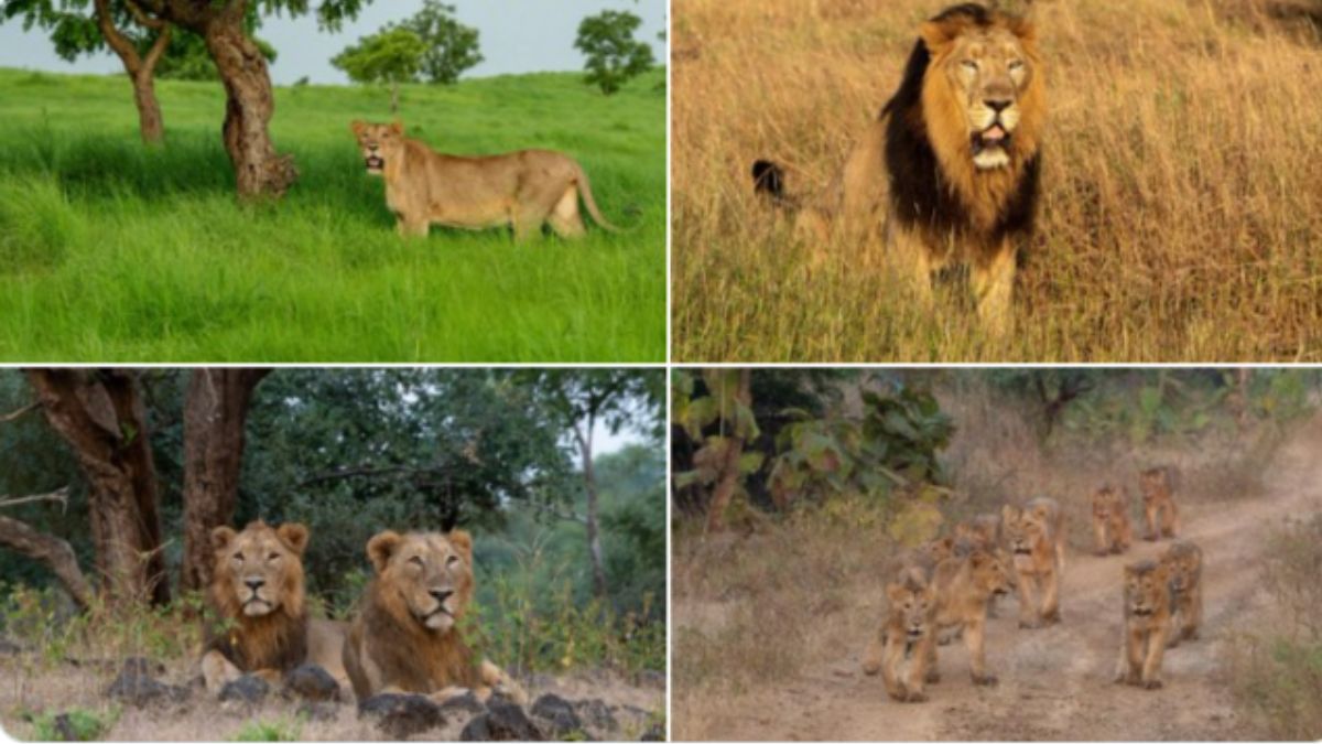 PM lauds all those working towards protecting the habitat of lions on ...